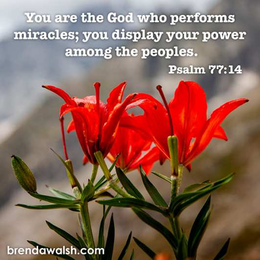Seeing is Believing - Brenda Walsh Scripture Images