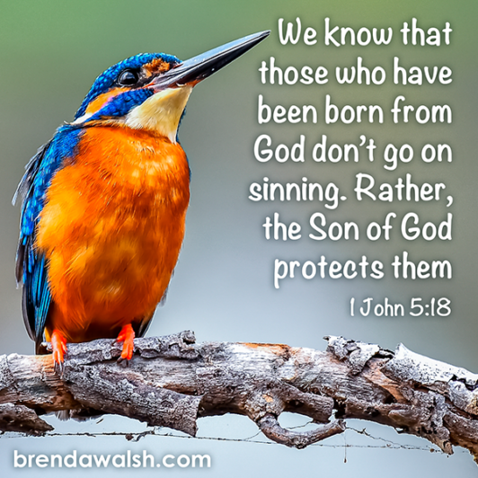 Baptize Anew Brenda Walsh Scripture Images