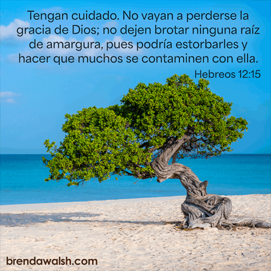 Hebreos 12:15 - Brenda Walsh Scripture Images