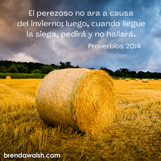Proverbios 20:4 - Brenda Walsh Scripture Images
